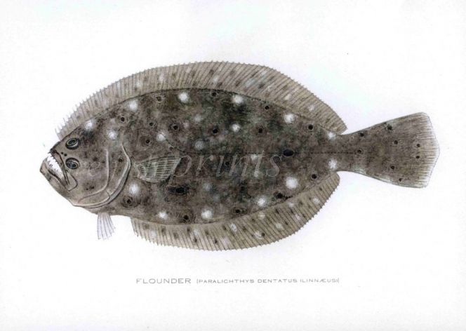 THE FLOUNDER print