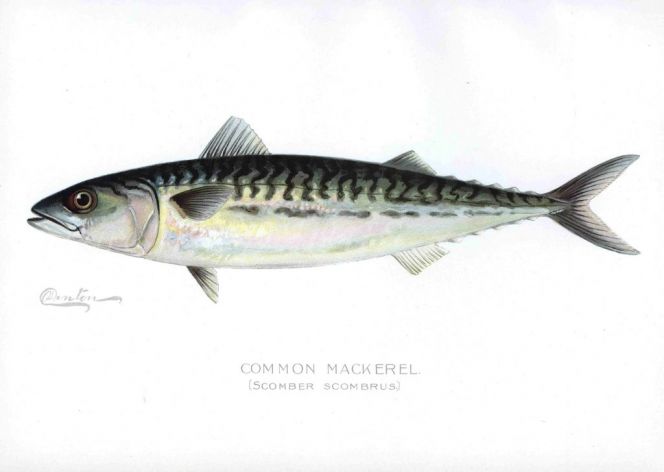 THE MACKEREL print