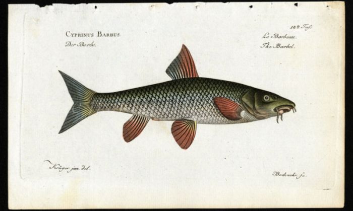 THE BARBEL print (Cyprinus Barbus)
