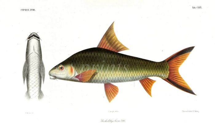 BARBBICHTHYS LAEVIS - SUCKER BARB print