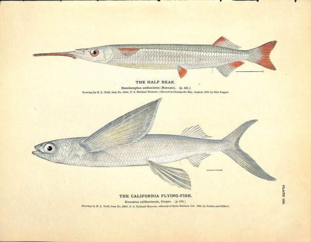 THE HALF BEAK & CALIFORNIA FLYINGFISH print