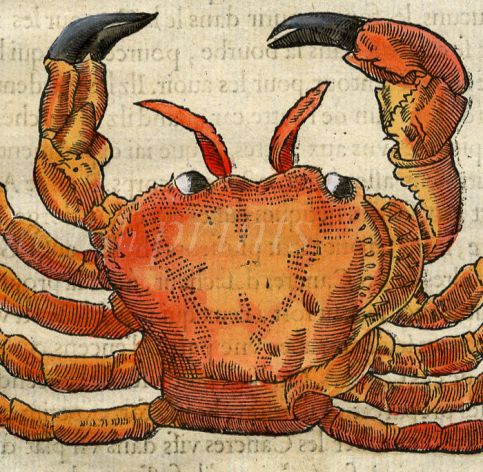 RONDELET MARINE LIFE - RED CRAB PRINT - WOODCUT 1558
