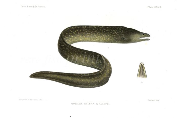THE MEDITERRANEAN MORAY EEL - MURAENA HELENA fish print
