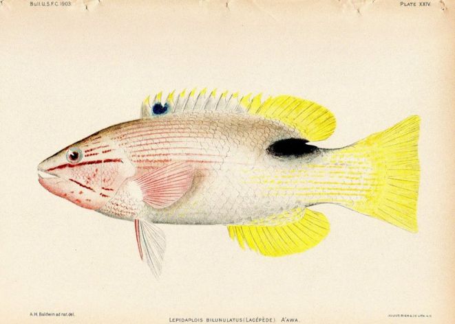 JAPANESE RUBYFISH print (Erythrichthys Schlegeli)