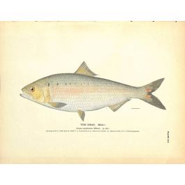 THE SHAD print
