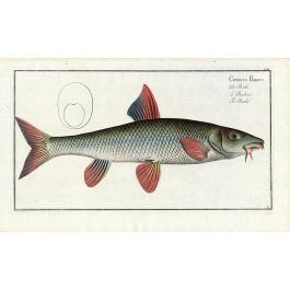 Bloch fish prints