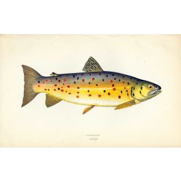THE GILLAROO fish print