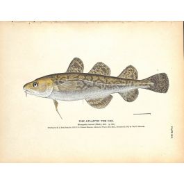 THE ATLANTIC TOMCOD print