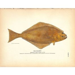 THE HALIBUT print