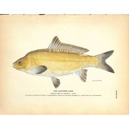 THE LEATHER CARP print