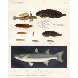 THE DRAGONET, SNAILFISH, GREY MULLET print ( Callionymus, Cyclogaster ...
