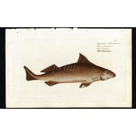 THE CENTRINA SHARK print (Angular Rough Shark - Squalus Centrina)