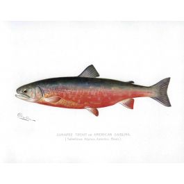 SUNAPEE TROUT print (American Saibling)