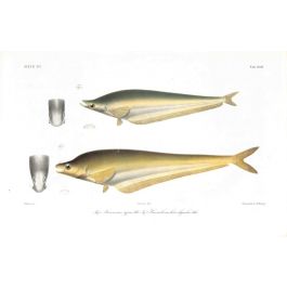 MICRONEMA TYPUS & HEMISILURAS HETERORHYNCHUS catfish print