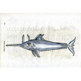 ALDROVANDI - THE SAW FISH woodcut fish print 1638