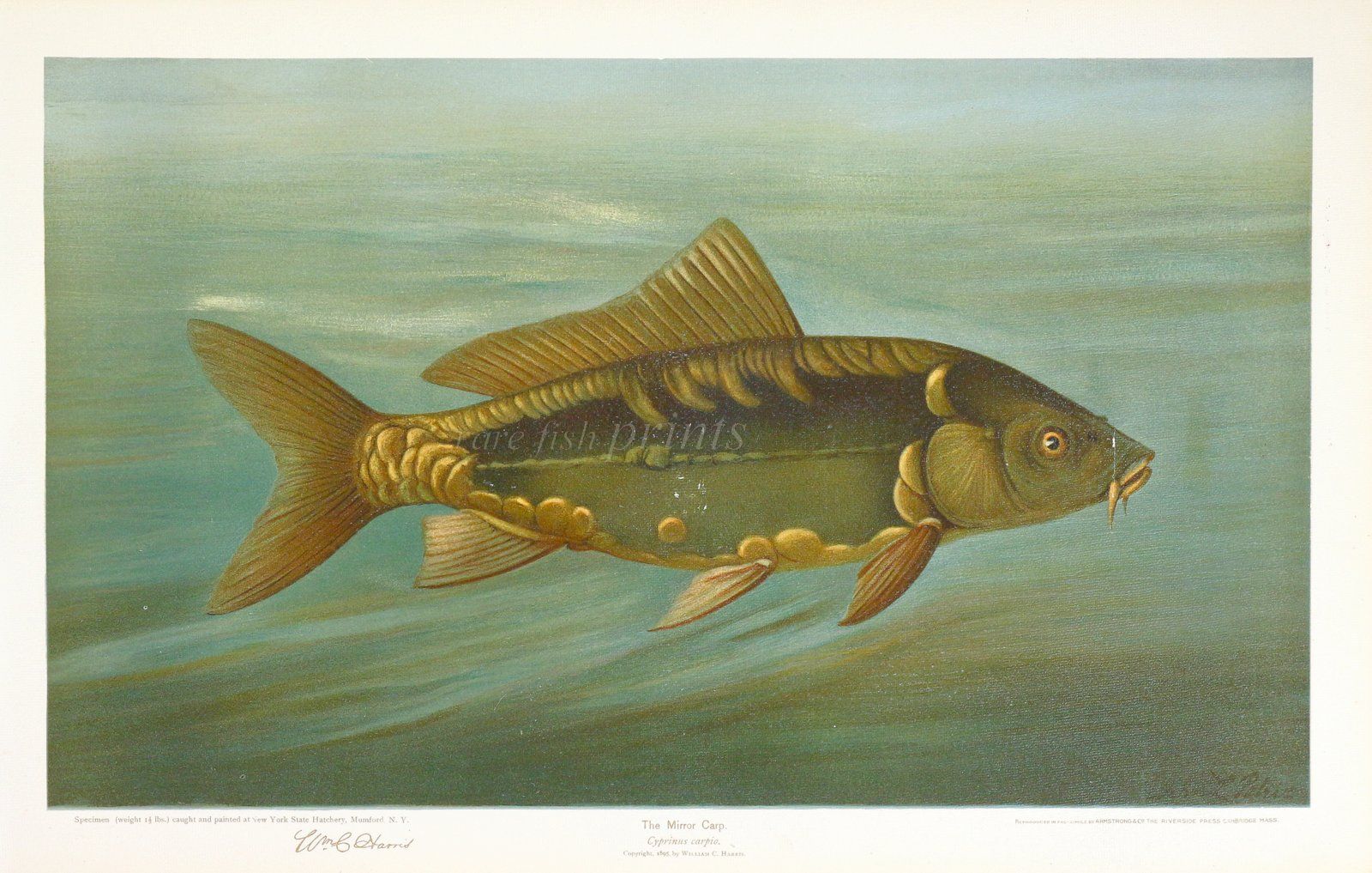 THE MIRROR CARP print (Cyprinus carpio)