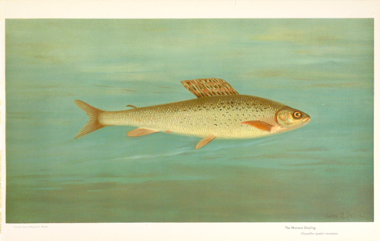 THE MONTANA GRAYLING print (Thymallus signifer montanus)