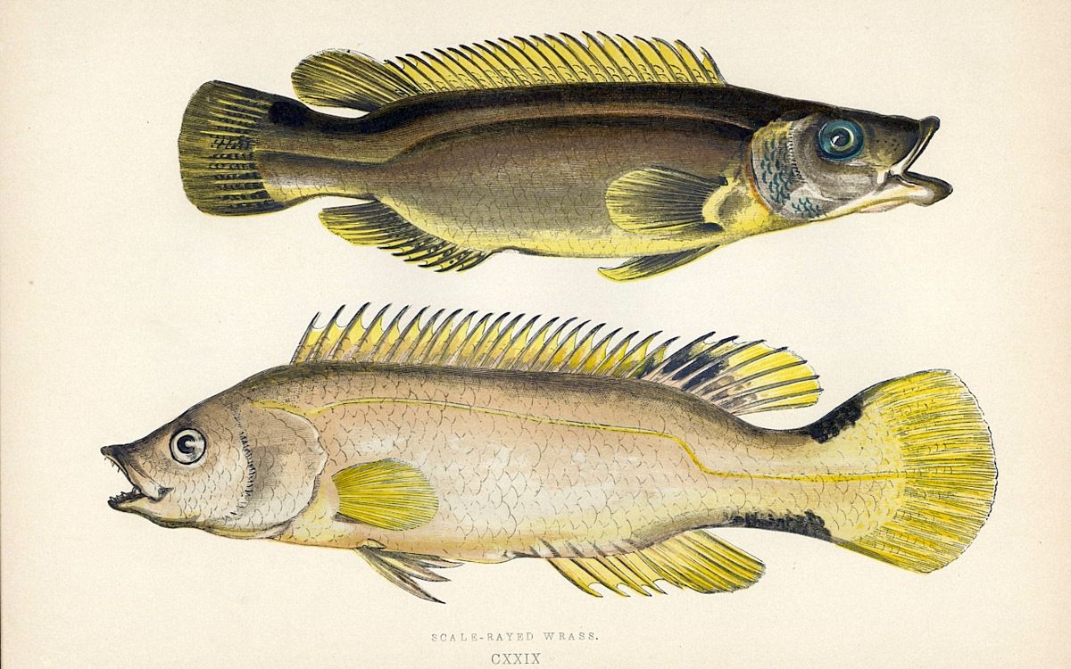 THE SCALE-RAYED WRASSE fish print
