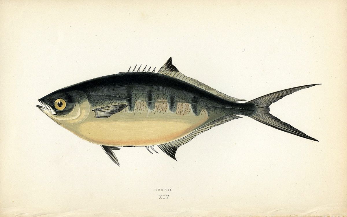 THE DERBIO POMPANO JACK fish print