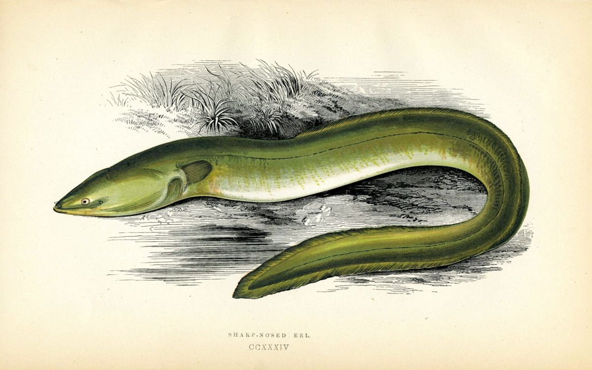 THE SHARP NOSED EEL fish print