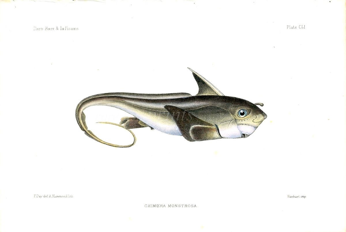 THE RABBIT FISH - CHIMERA MONSTROSA fish print