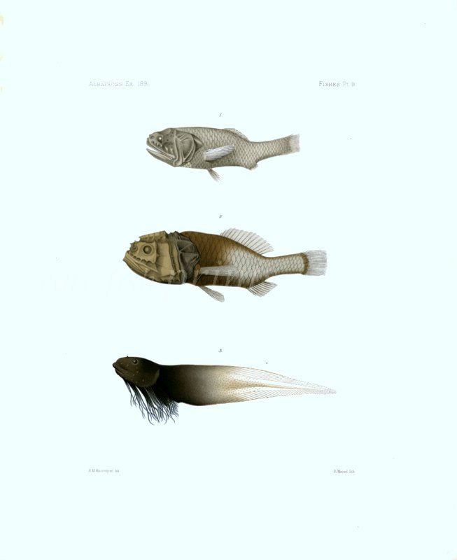 SLENDER BIG-SCALE, CRESTED BIG-SCALE, SNAILFISH - Garman deep sea fish ...