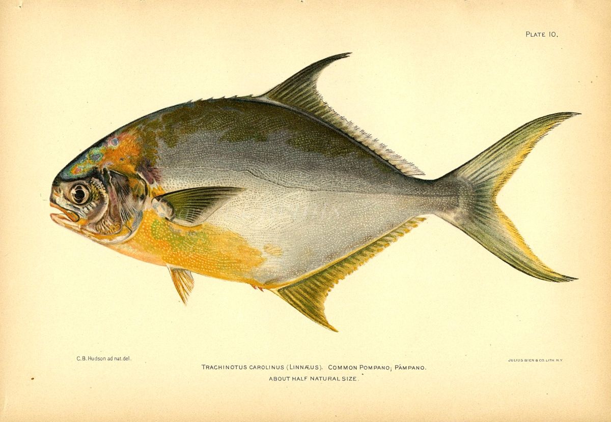 THE COMMON POMPANO or PERMIT fish print