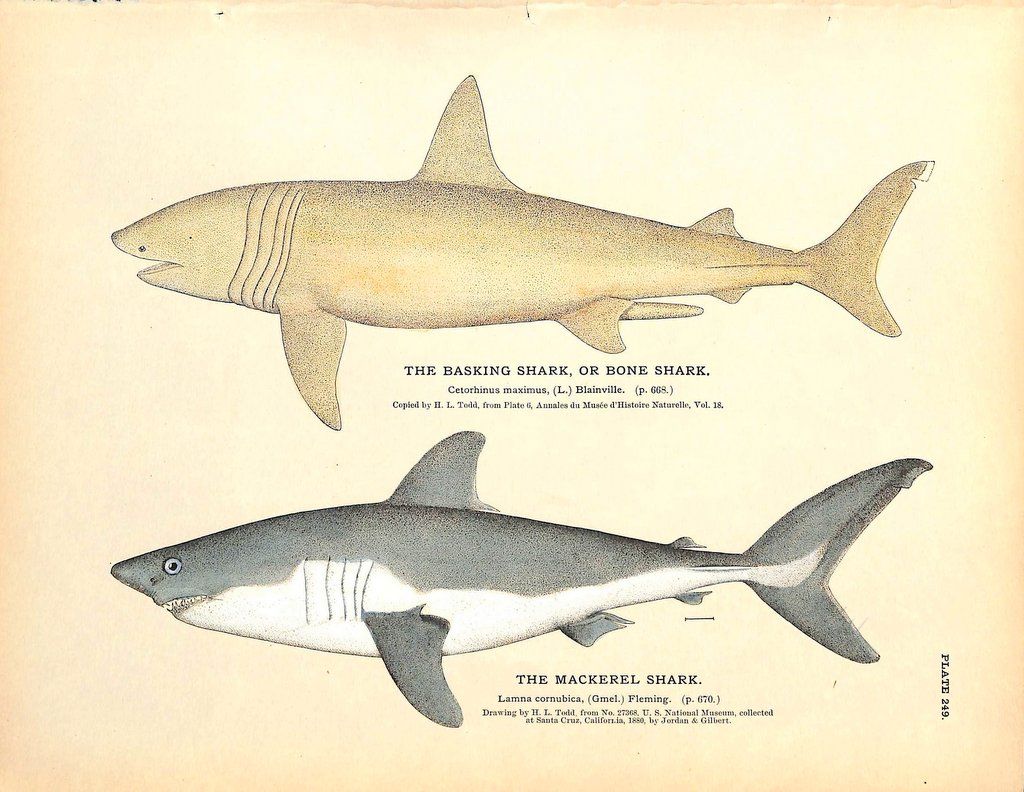 THE BASKING SHARK & MACKEREL SHARK print