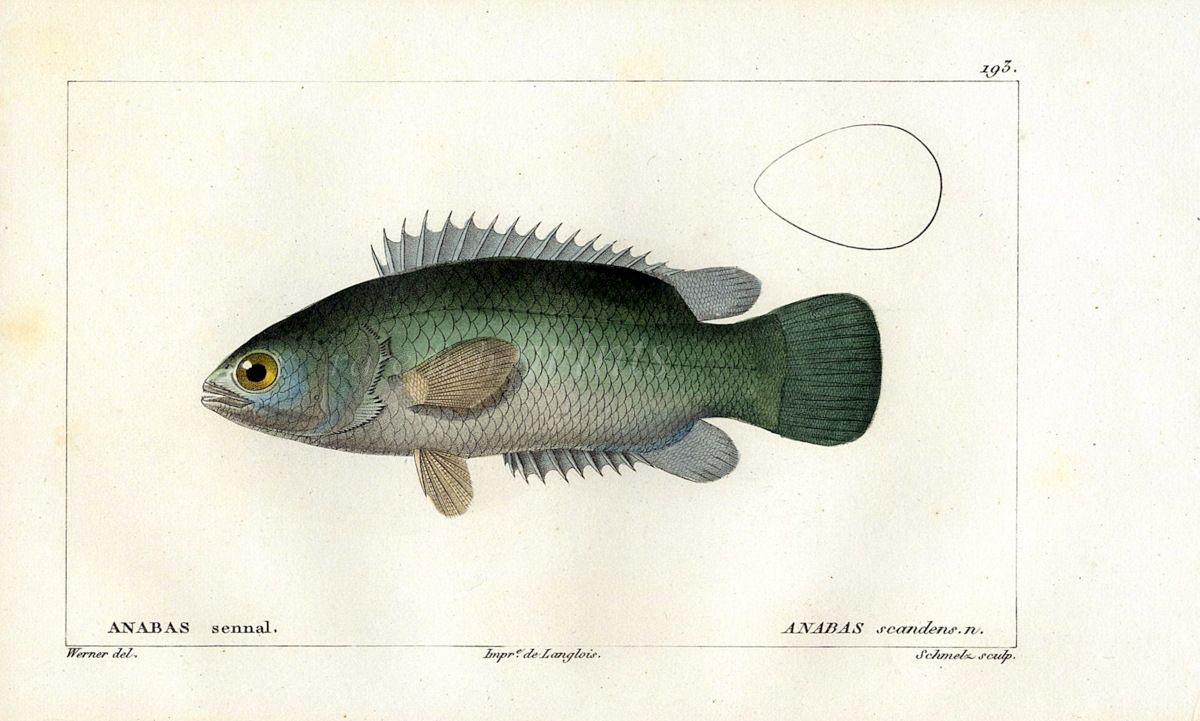 perch diagram