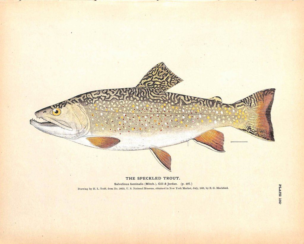THE SPECKLED TROUT print