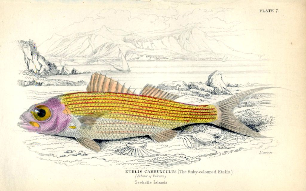 THE RUBY-COLOURED ETELIS print