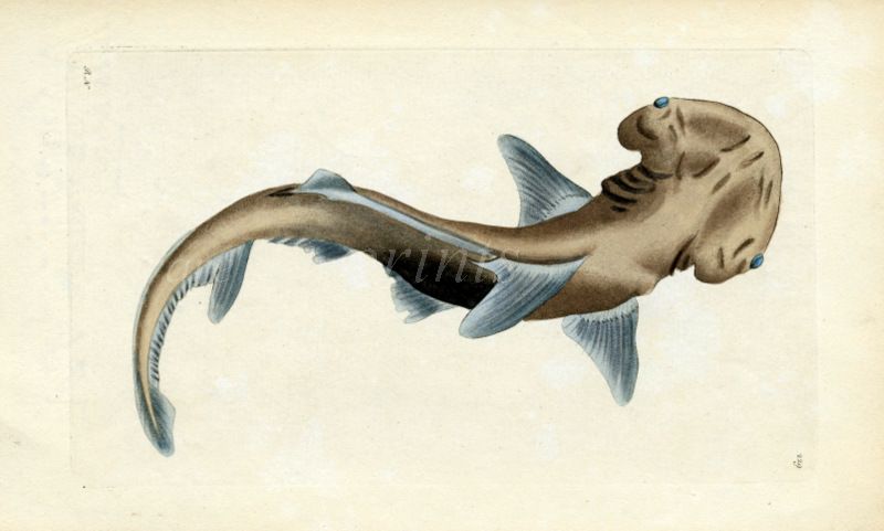 bonnethead drawing