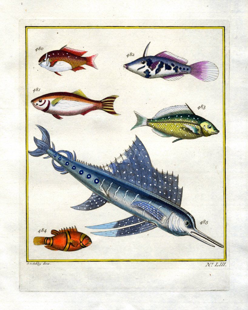 scrawled filefish drawing