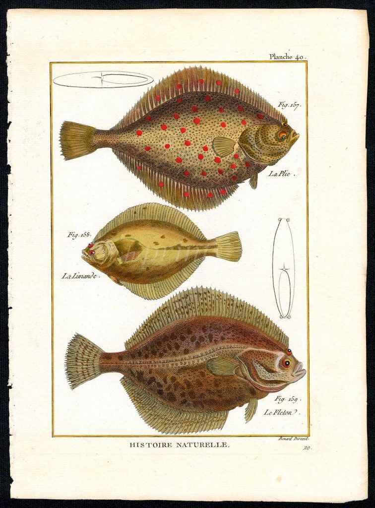 THE PLAICE & HALIBUT print