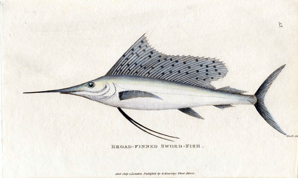 THE BROAD-FINNED SWORDFISH print
