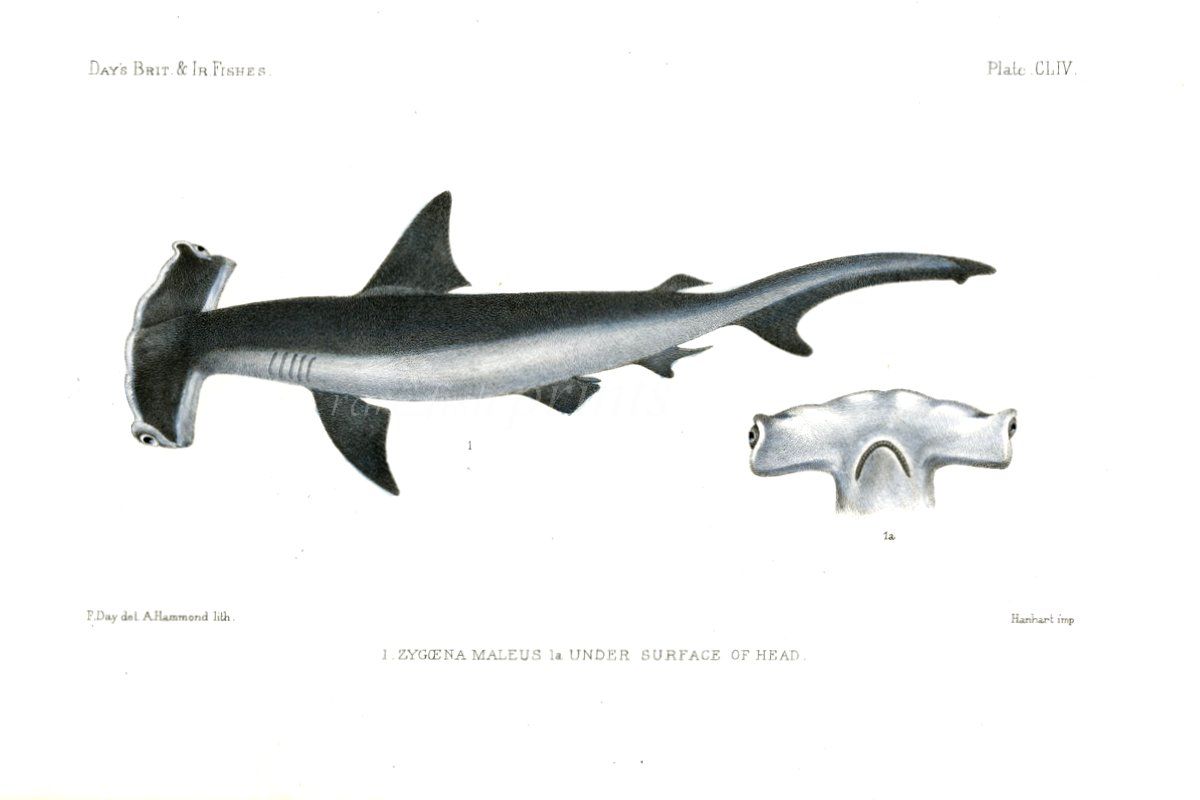 THE HAMMERHEAD SHARK - ZYGAENA fish print
