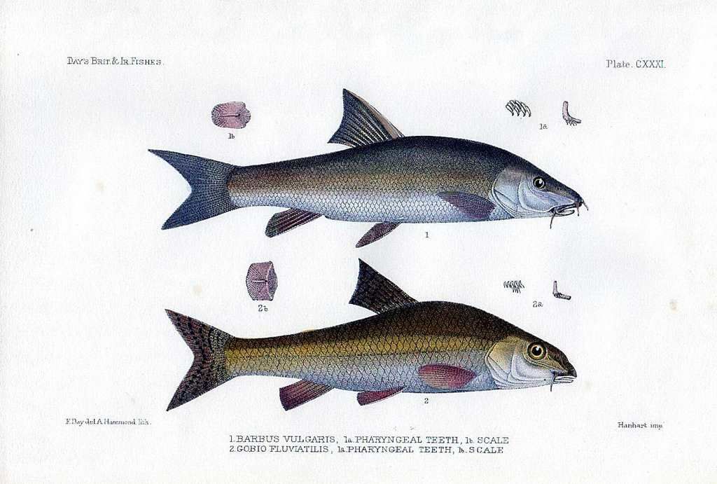 THE BARBEL - BARBUS fish print