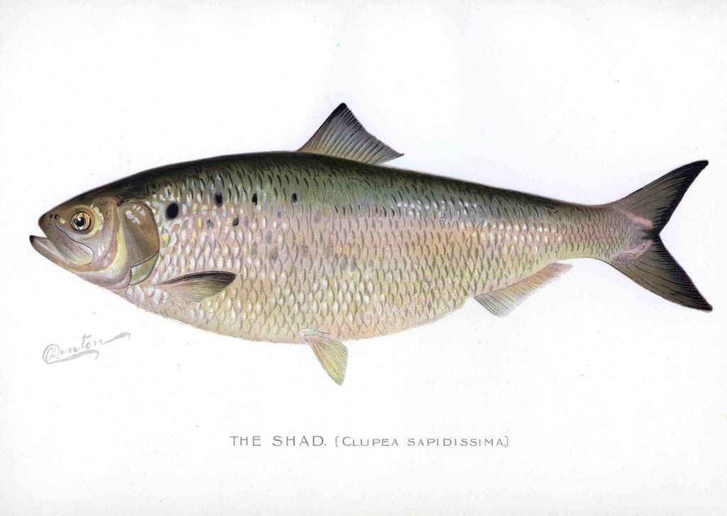 THE SHAD