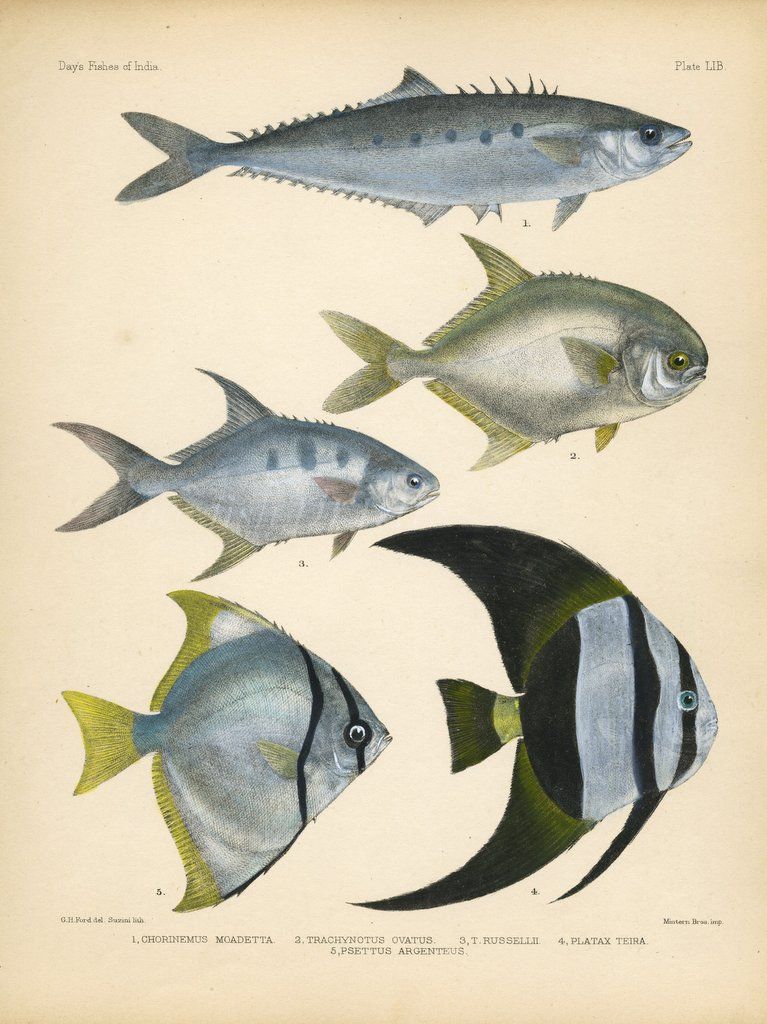 DOUBLE-SPOTTED QUEENFISH, POMPANO, LONG-SPOTTED DART, LONGFIN BATFISH ...