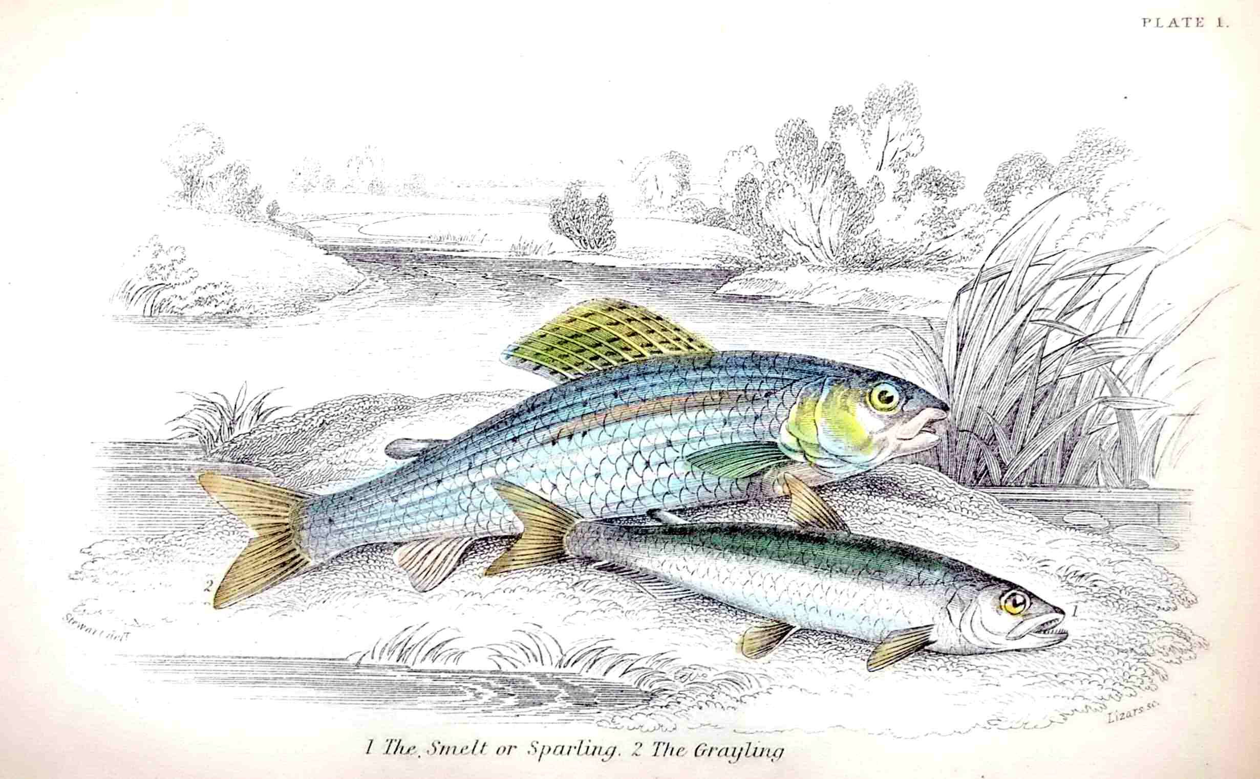 THE GRAYLING & THE SMELT or SPARLING
