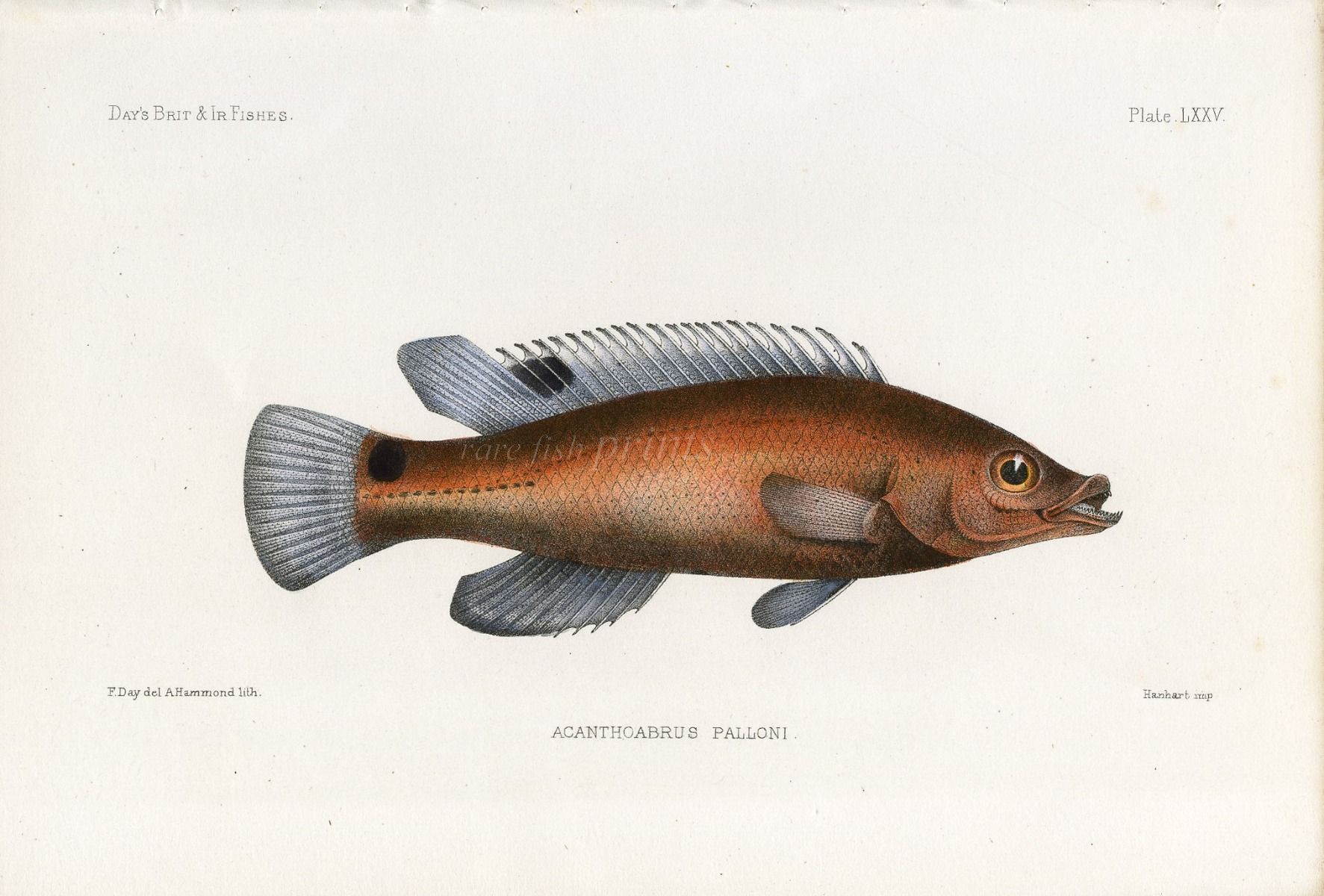 THE SCALE-RAY WRASSE - ACANTHOABRUS PALLONI fish print