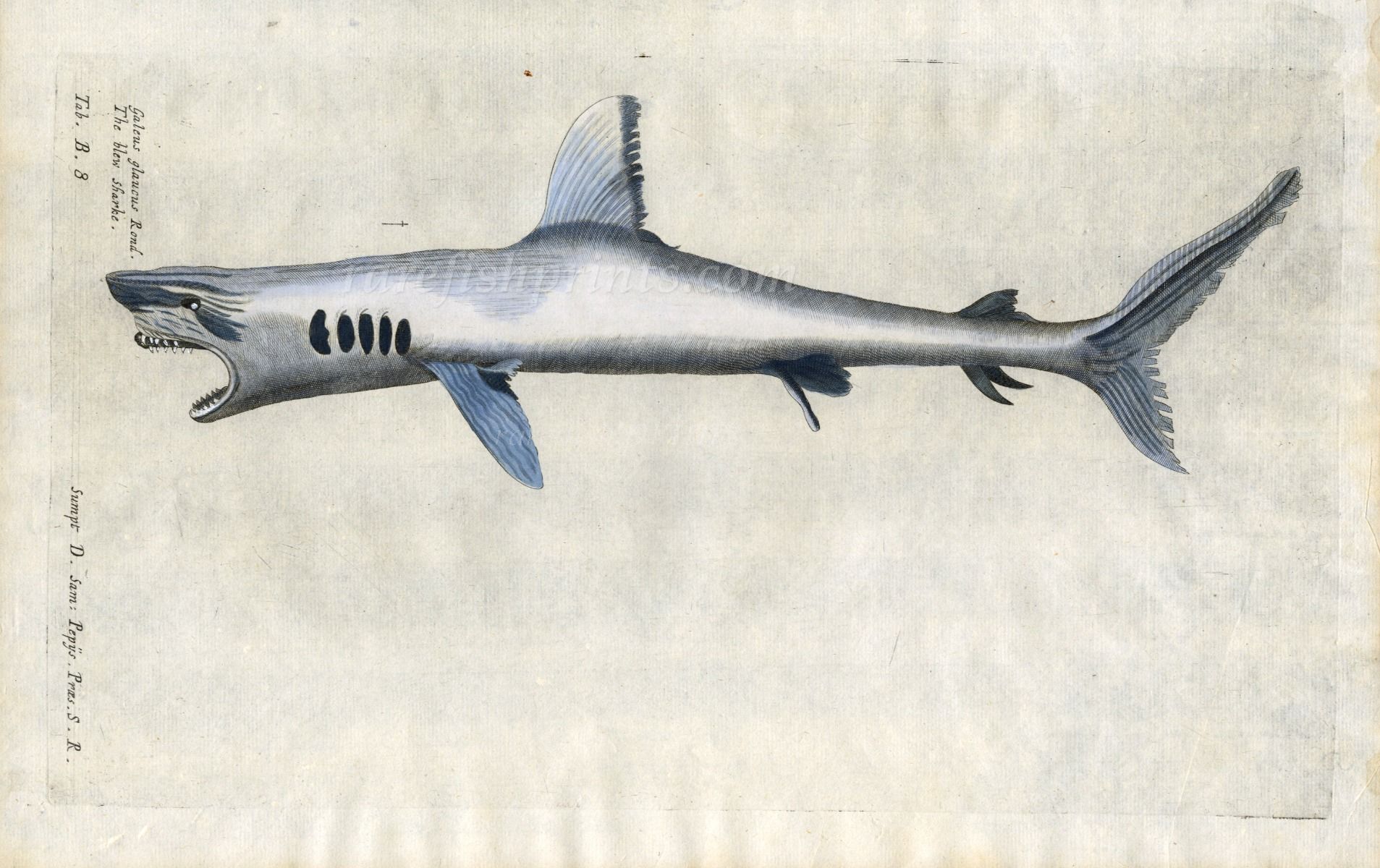 THE BLUE SHARK Galeus glaucus fish print