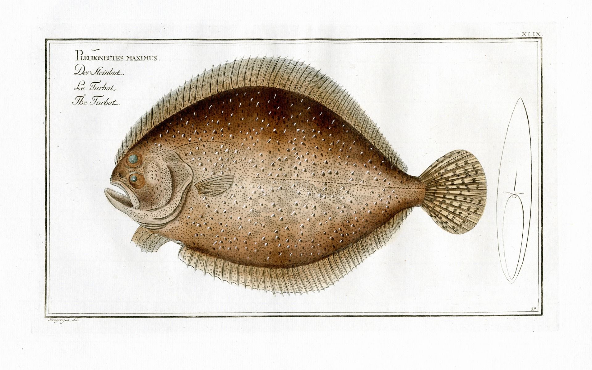 THE TURBOT Bloch fish print (Pleuronectes Maximus)