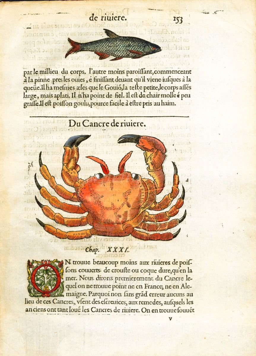 RONDELET MARINE LIFE - RED CRAB PRINT - WOODCUT 1558
