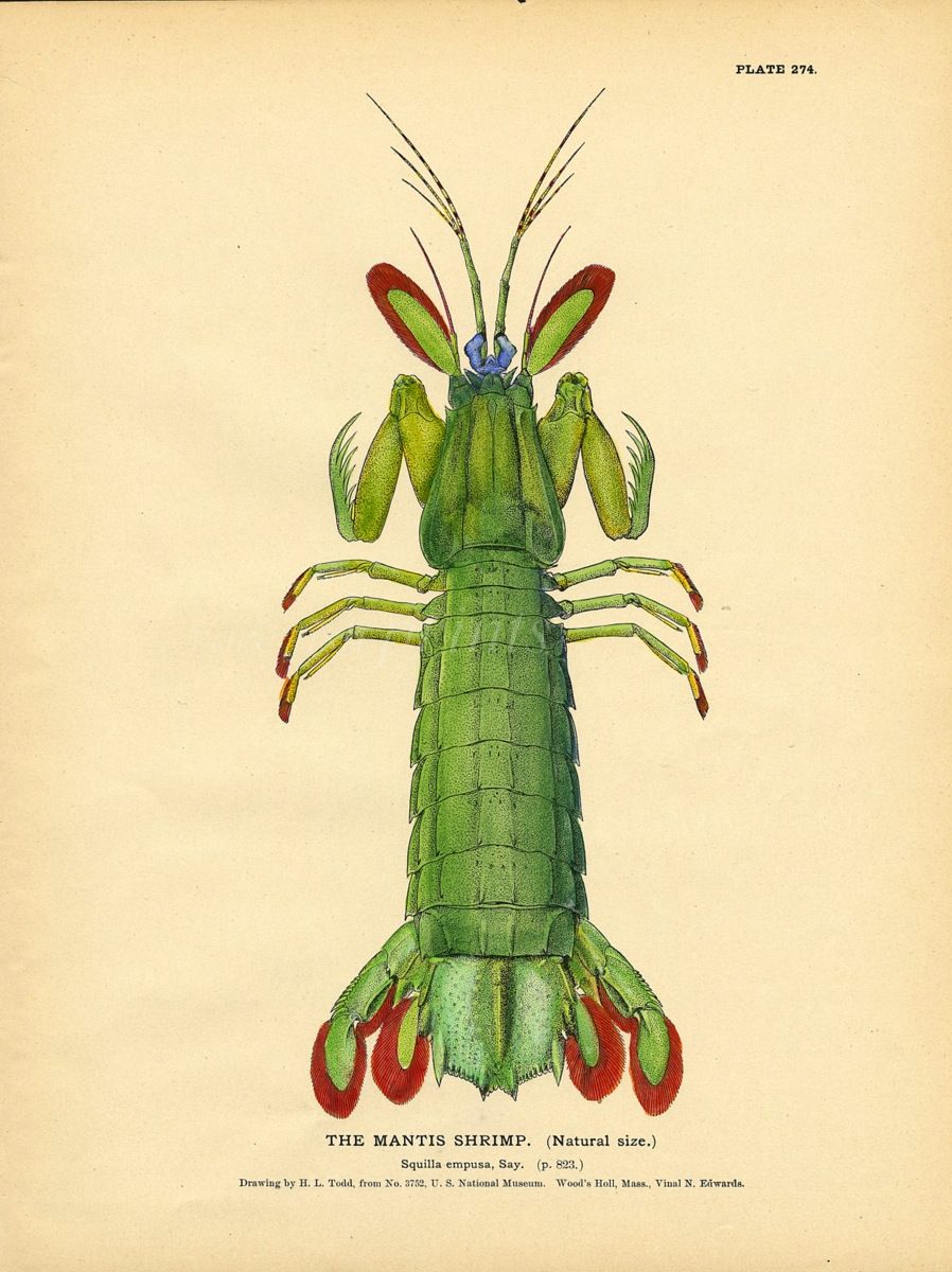 Life Cycle Of A Pea Mantis Shrimp Diagram - Infoupdate.org