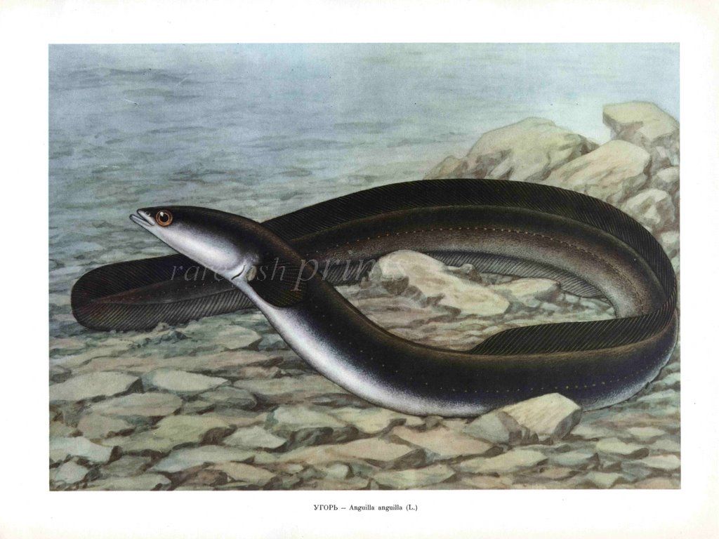 THE COMMON EEL print