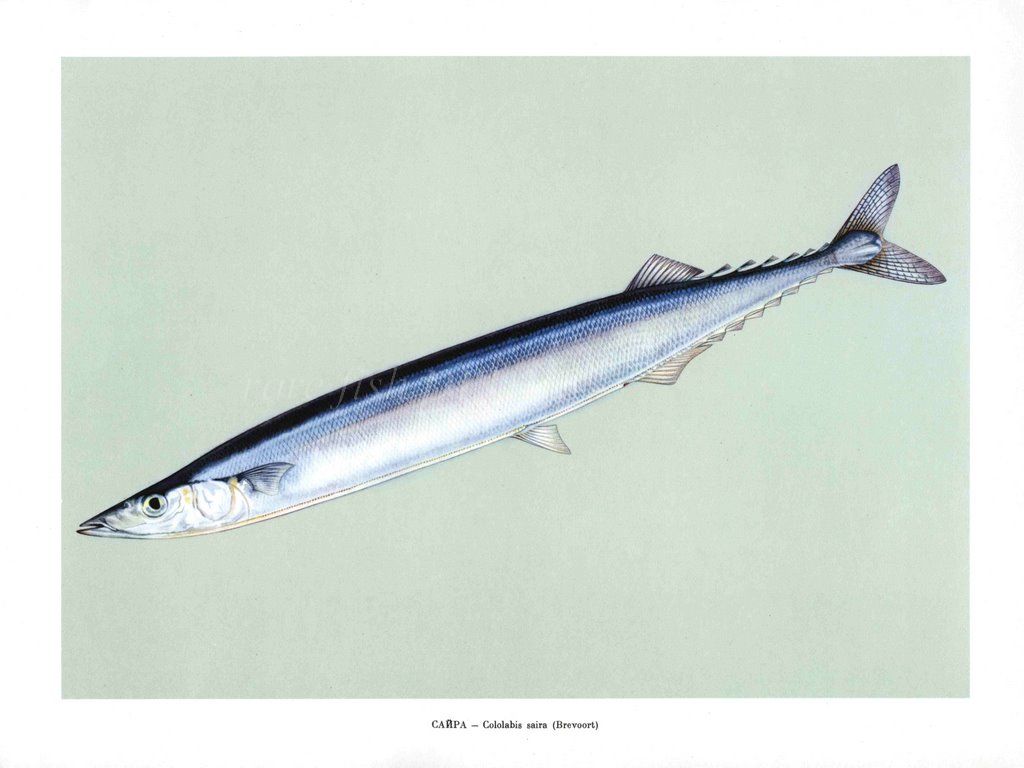 THE JAPANESE HALFBEAK print