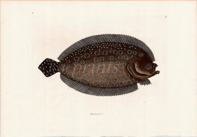 MARK CATESBY - THE SOLE fish print (Solea lunata) 1743