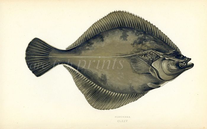 THE FLOUNDER fish print